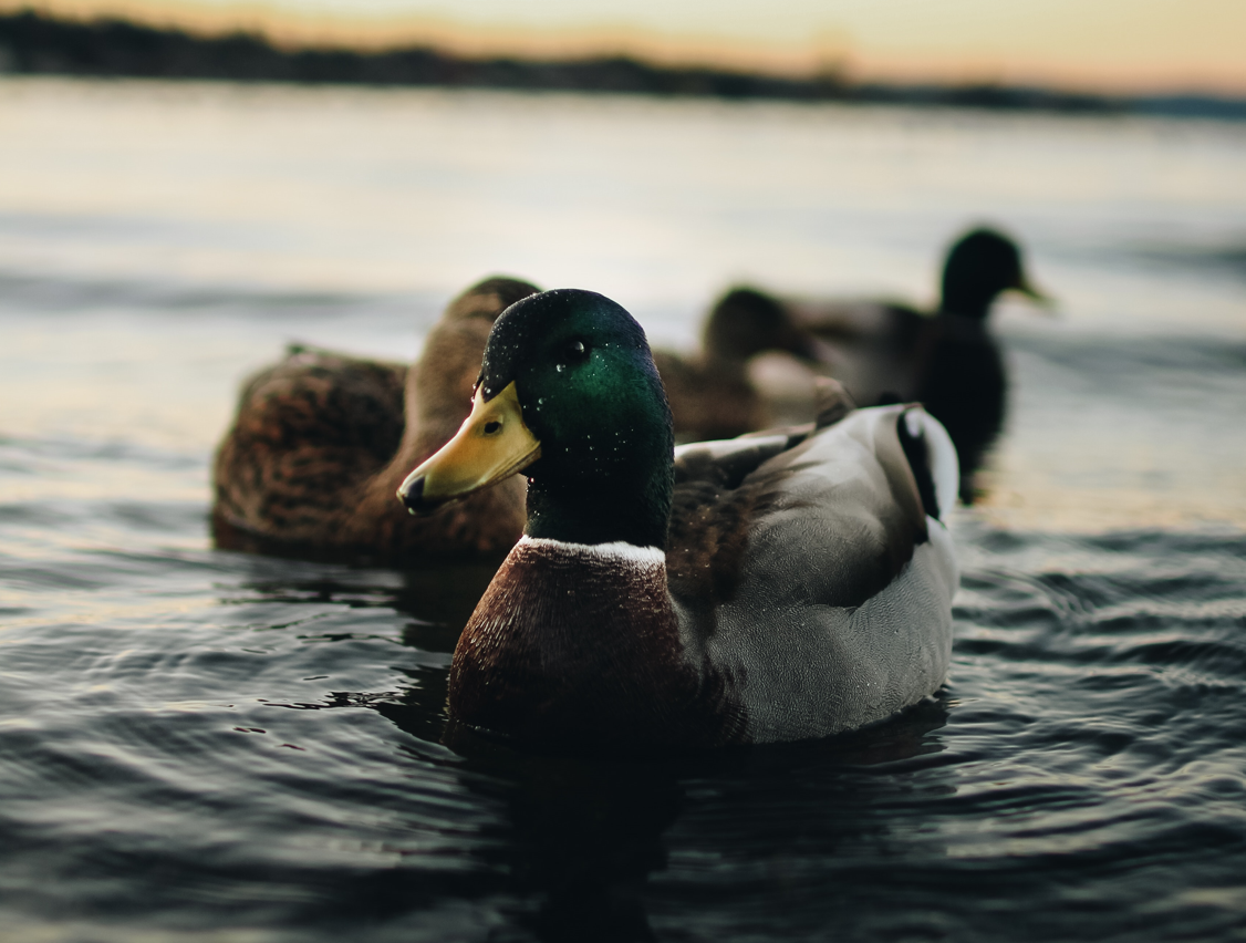 Wat we van eenden kunnen leren als het gaat over bedrijfscultuur - Werf&